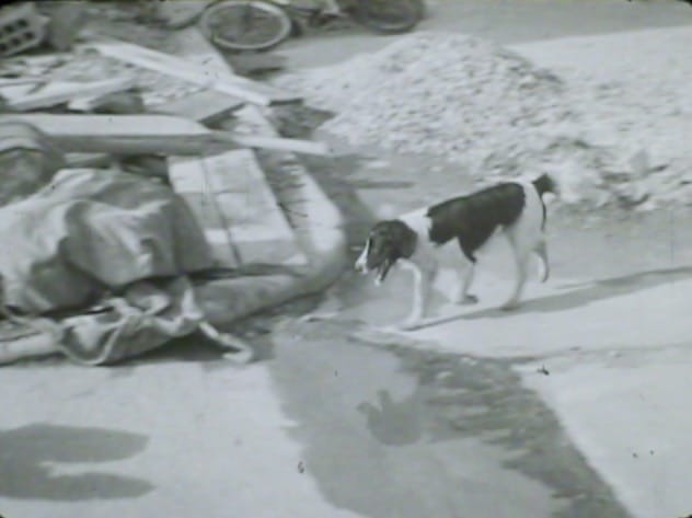 Processing the Frank Koza Collection and “A Space to Grow” (1968 ...